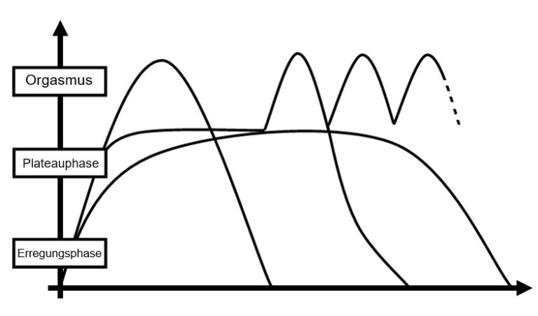 Die 4 Phasen des sexuellen Reaktionszyklus: Das sollten Sie wissen