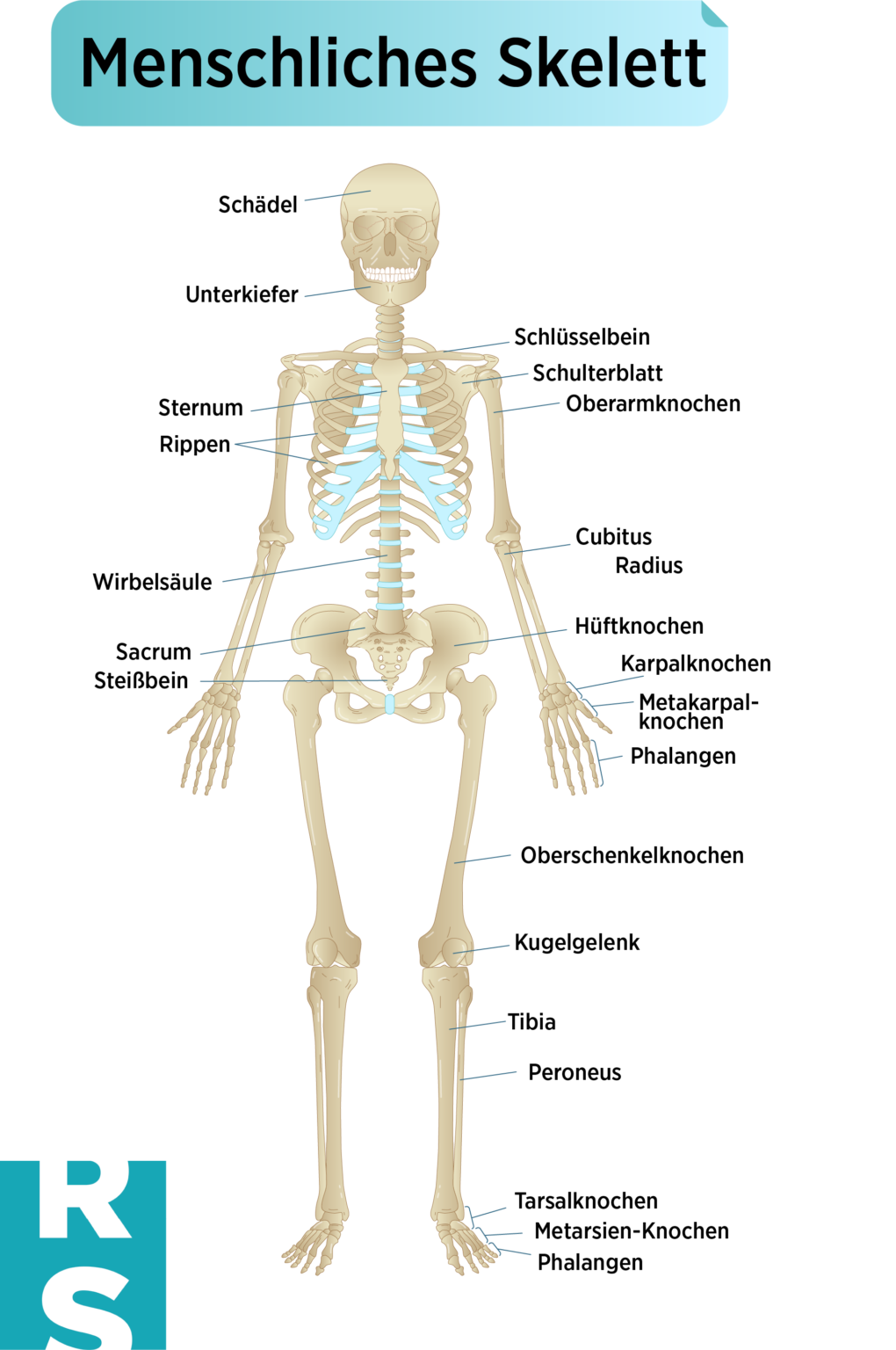 Osteoporose: Die Anatomie des Knochens verstehen