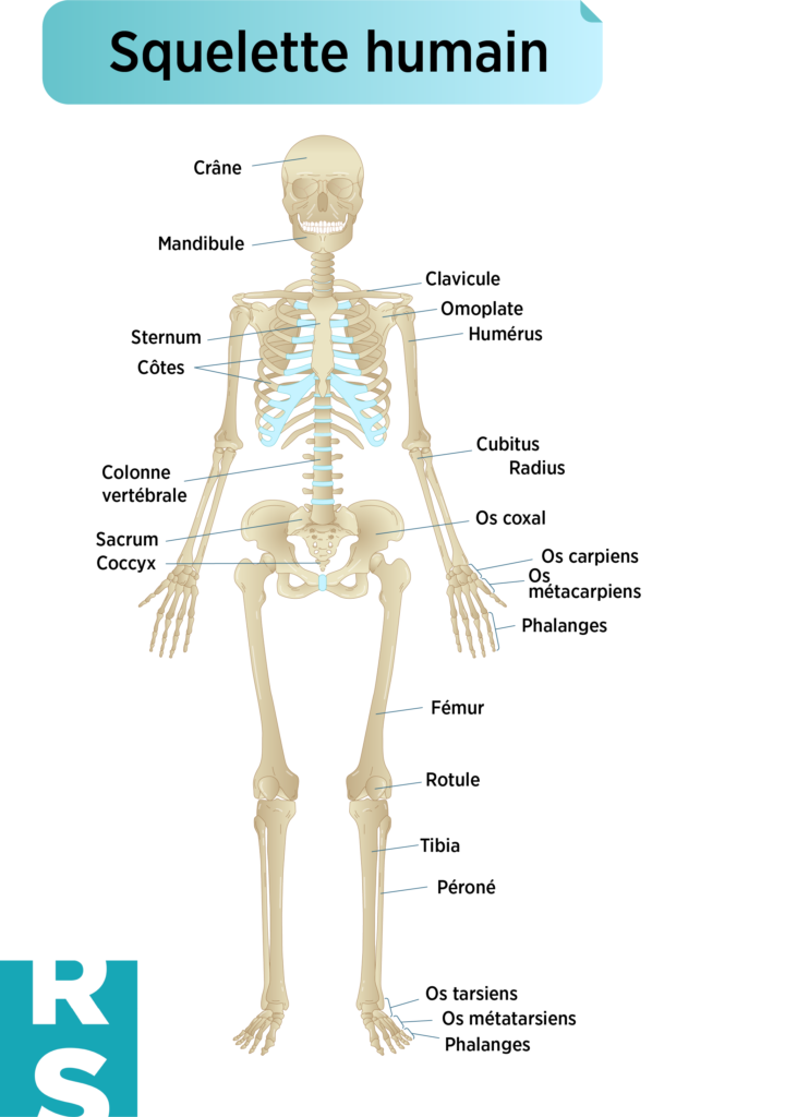 Ostéoporose : comprendre l'anatomie des os